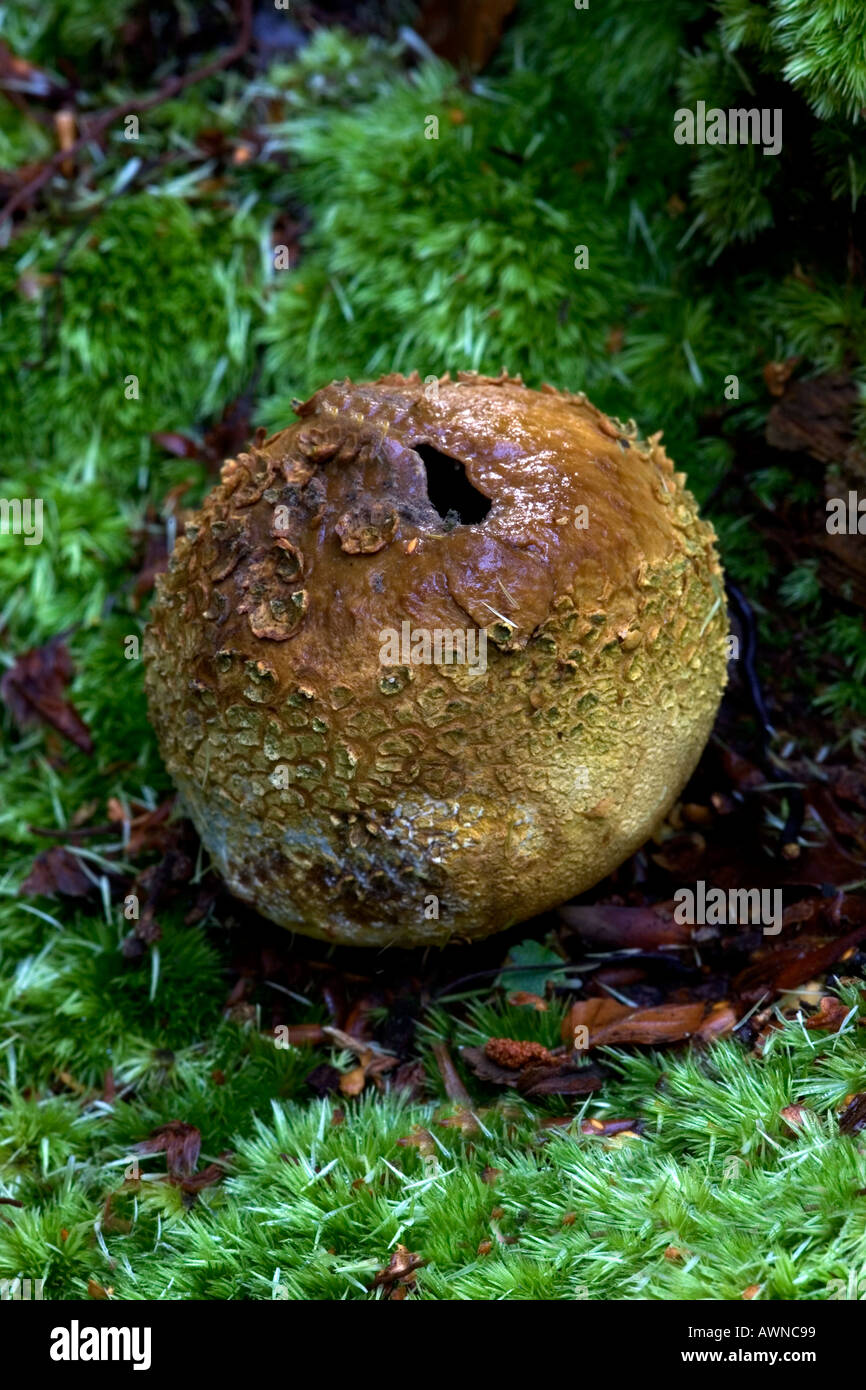 Puff ball fungi Stock Photo - Alamy