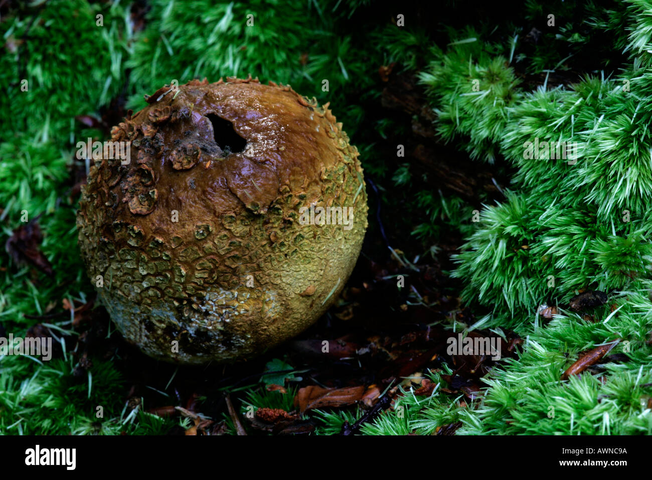 Puff ball fungi hi-res stock photography and images - Alamy