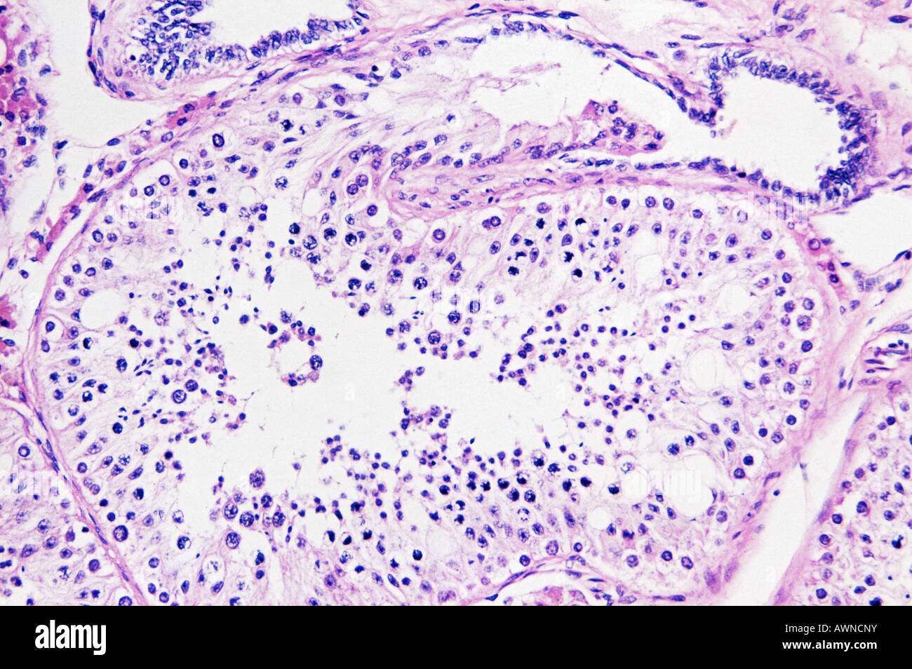 Testis hi-res stock photography and images - Alamy