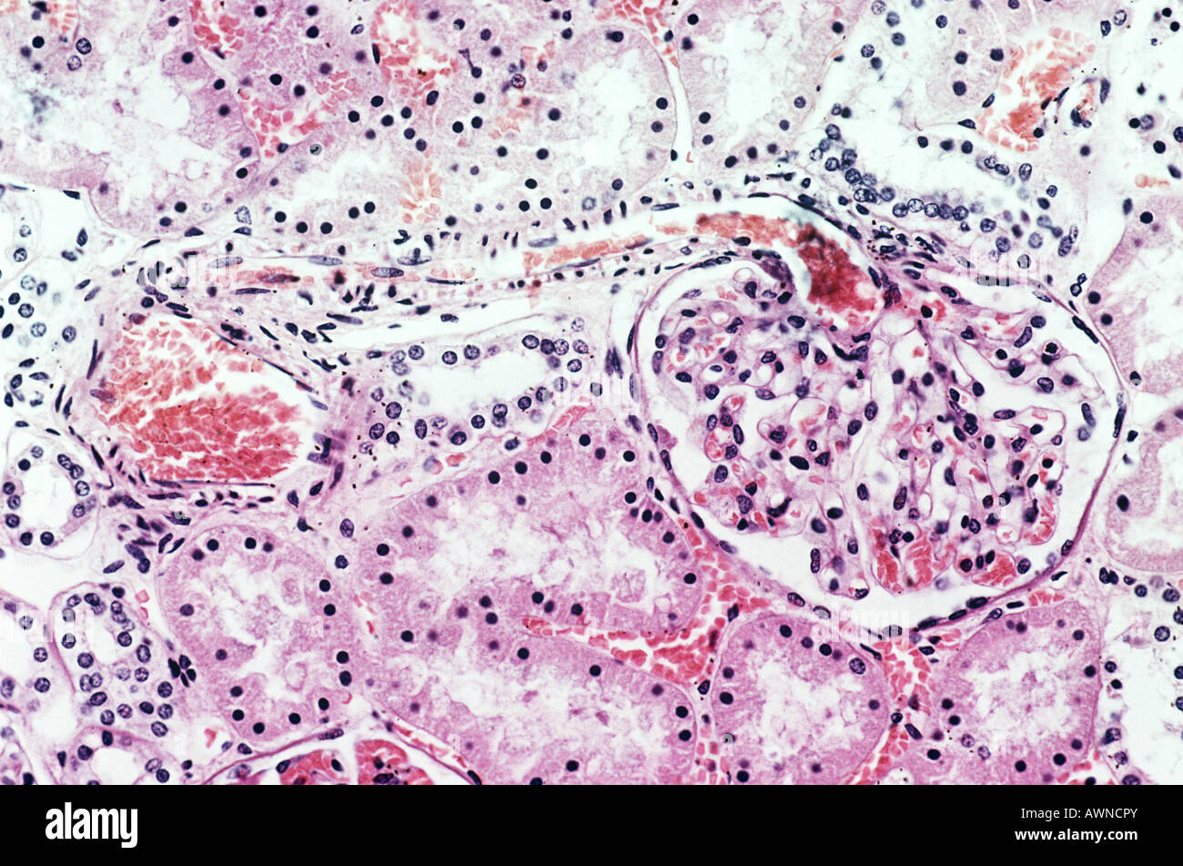 Human kidney cell hi-res stock photography and images - Alamy