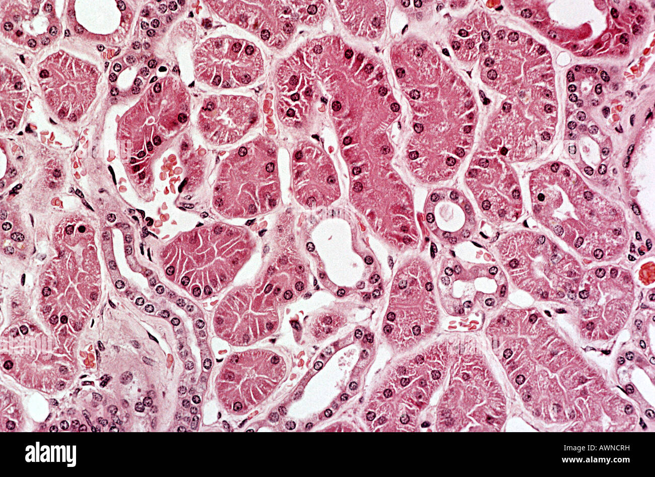 Human kidney cell hi-res stock photography and images - Alamy