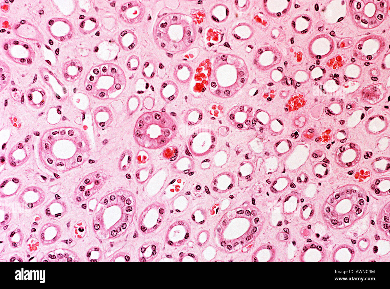 Human kidney cell hi-res stock photography and images - Alamy