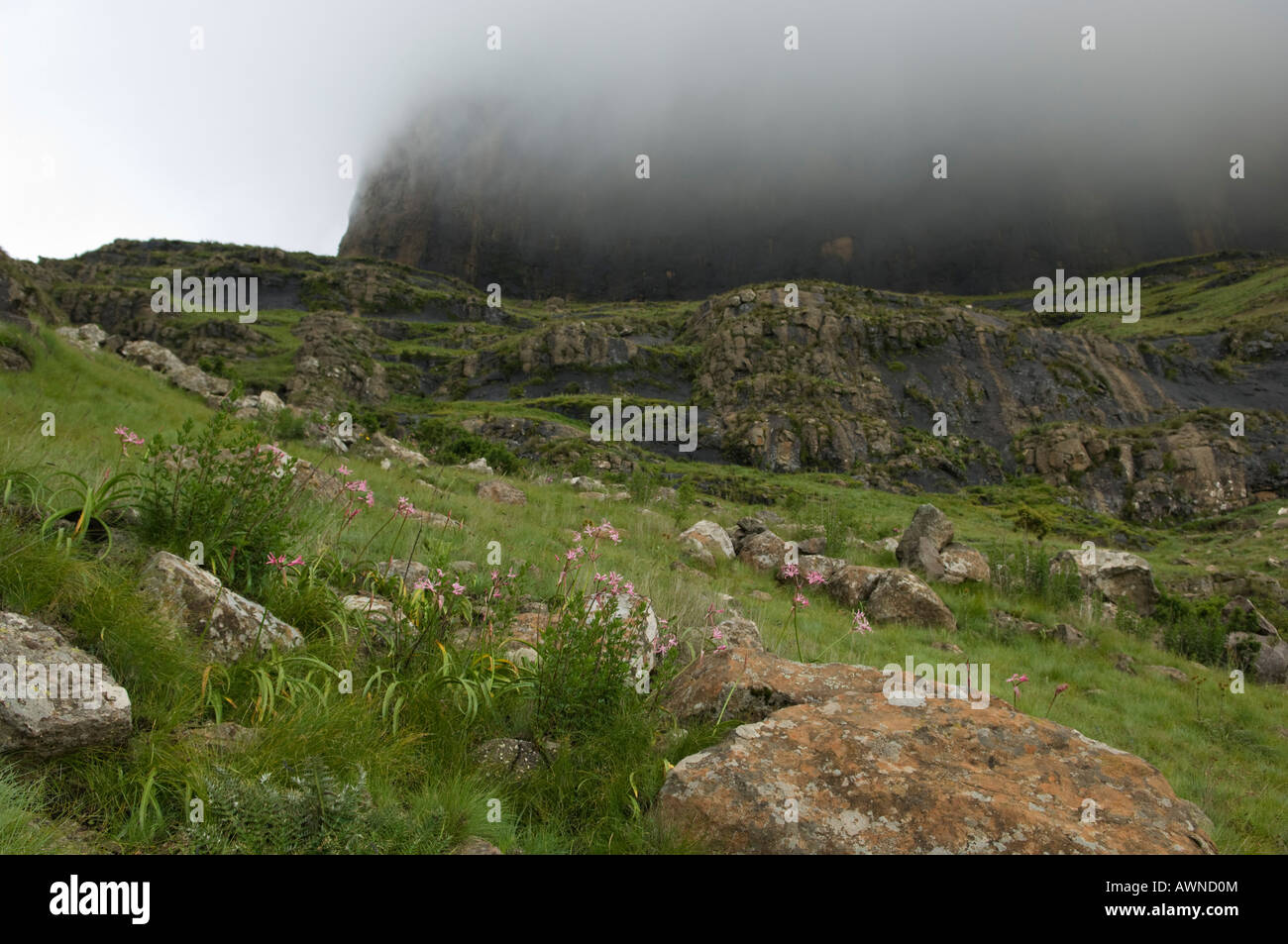 Guernsey lilies, Nerine sarniensis, on the slopes of the Sentinel ...