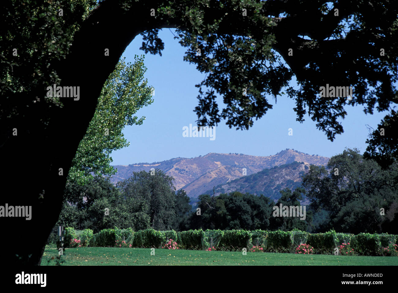Santa ynez wine country hi-res stock photography and images - Alamy