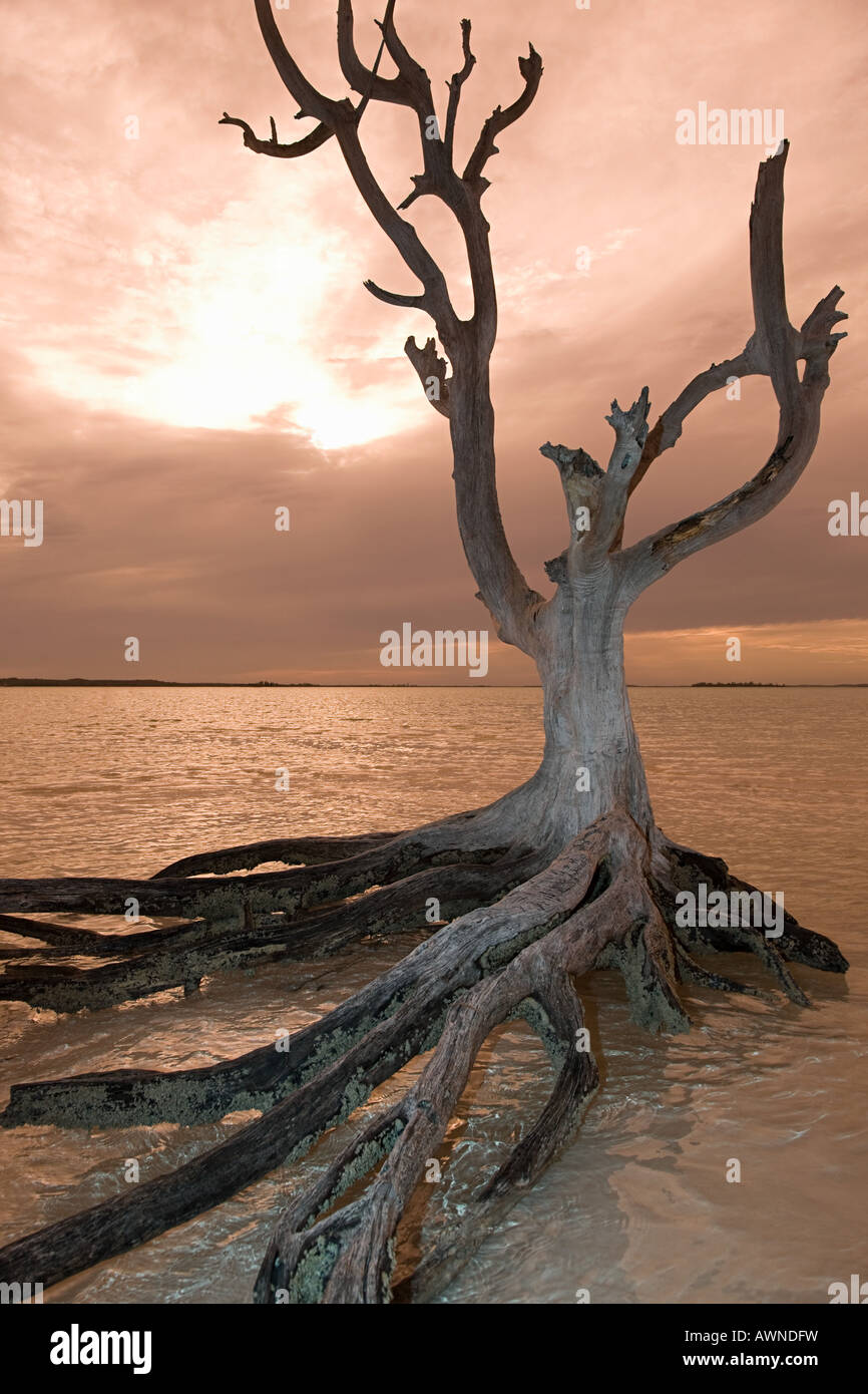 Dead Tree Branch On Beach Stock Photos & Dead Tree Branch On Beach ...