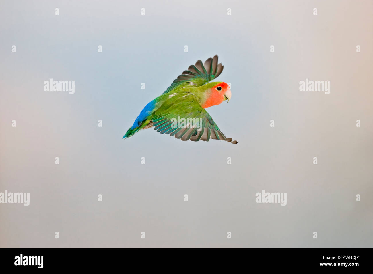 Peach faced lovebird in flight side view Stock Photo - Alamy