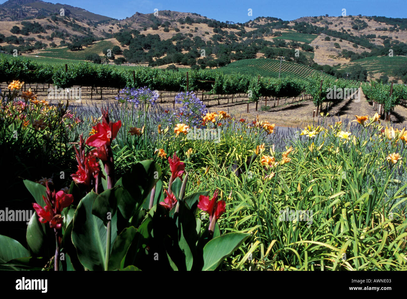 Napa Valley California Stock Photo - Alamy