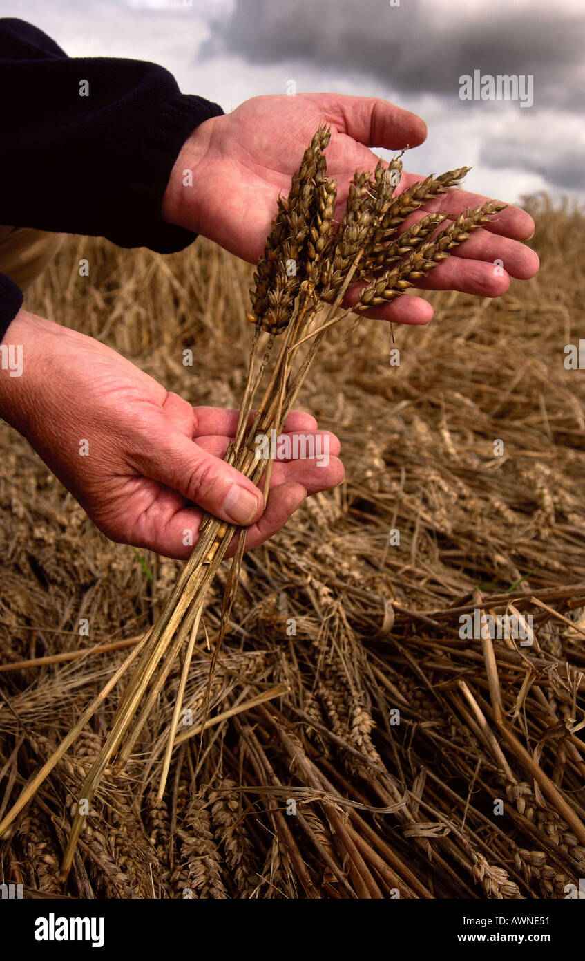 Spoiled crops hi-res stock photography and images - Alamy