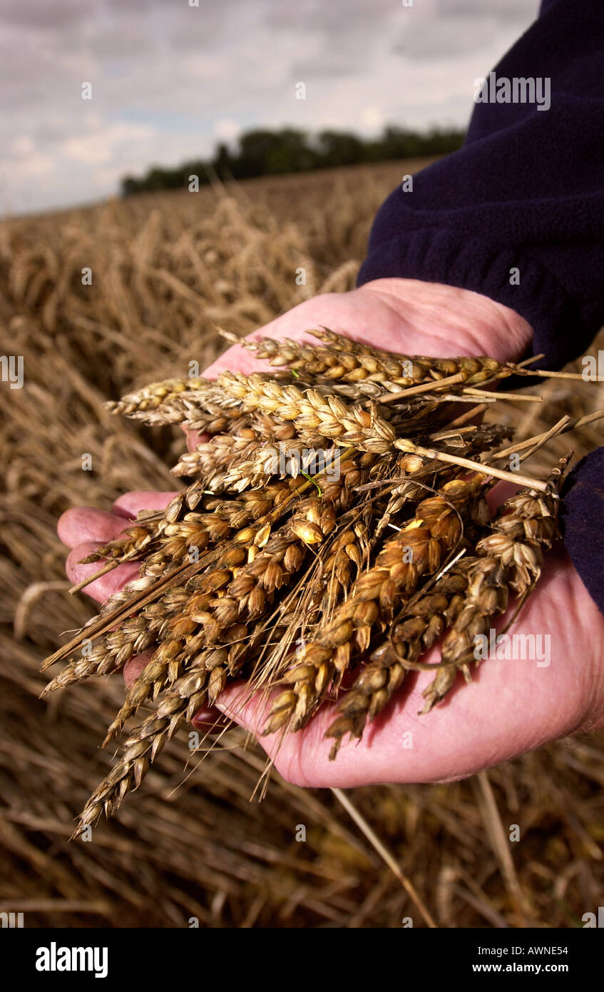 Spoiled wheat hi-res stock photography and images - Alamy