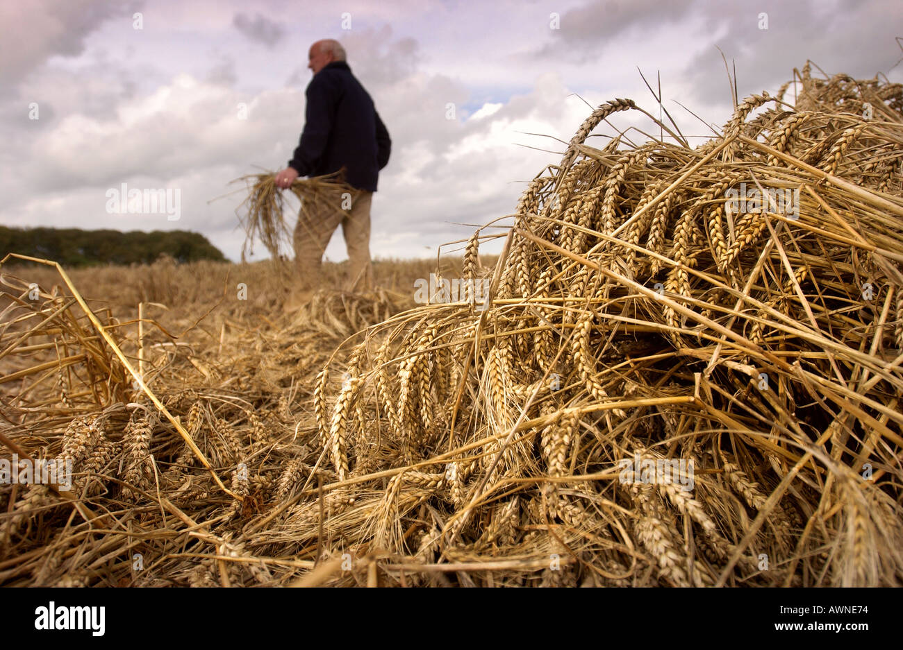 LODGED WHEAT IN A COTSWOLD FIELD NEAR CIRENCESTER GLOUCESTERSHIRE UK ...