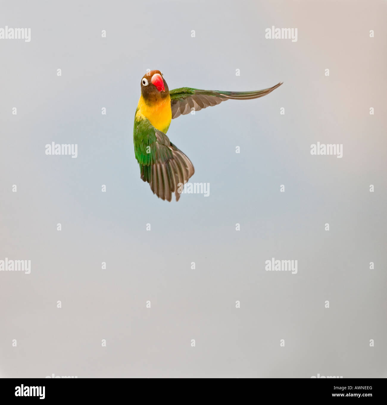 Masked lovebird in flight front view Stock Photo - Alamy