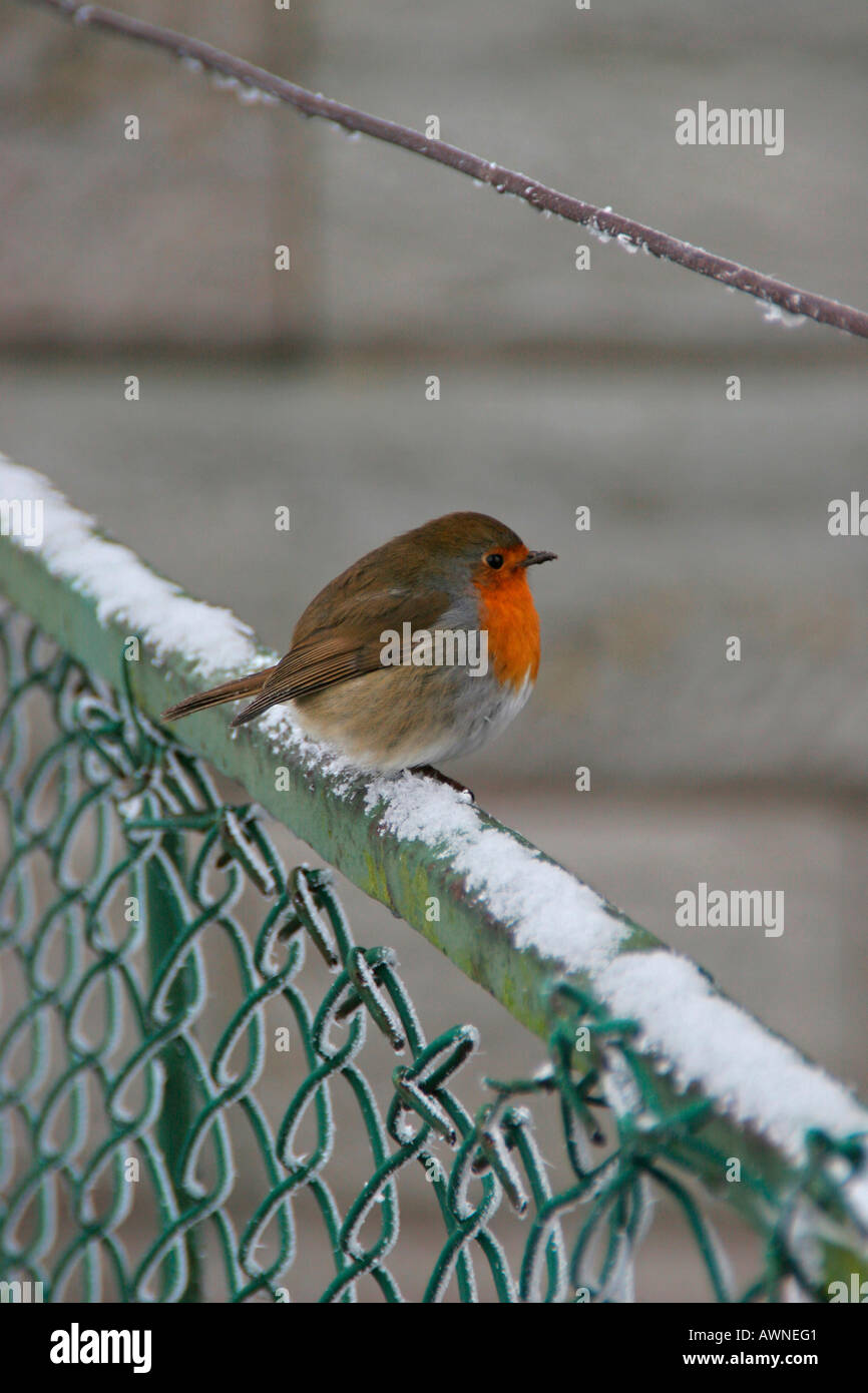 Robin Redbreast (Erithacus Rubecula) sitting on a fence taken near ...