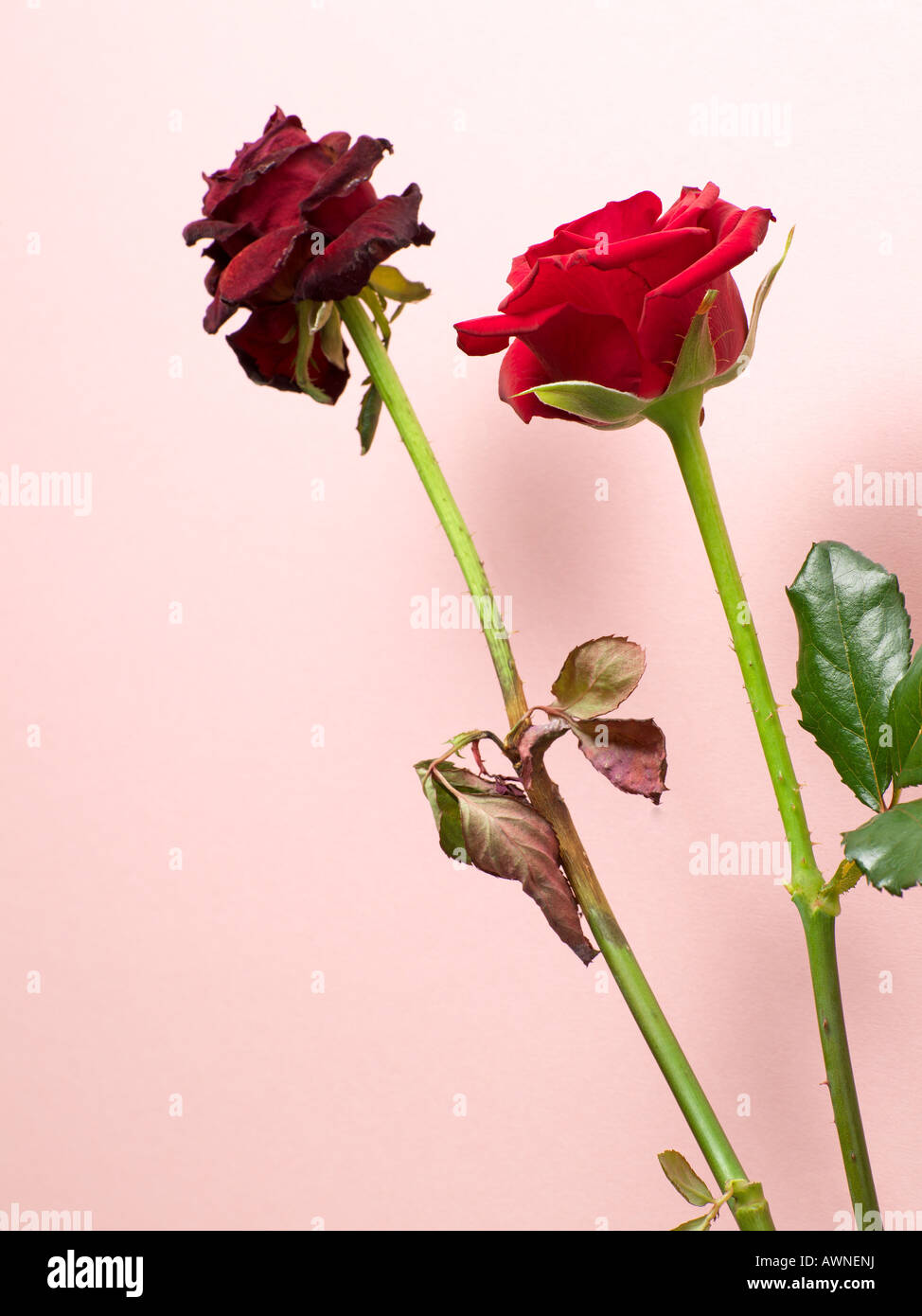 Preserved roses hi-res stock photography and images - Alamy