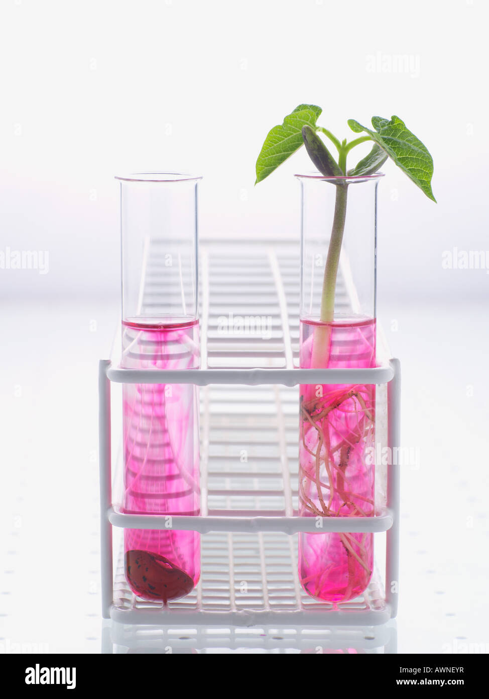 Plant growing in test tube hi-res stock photography and images - Alamy