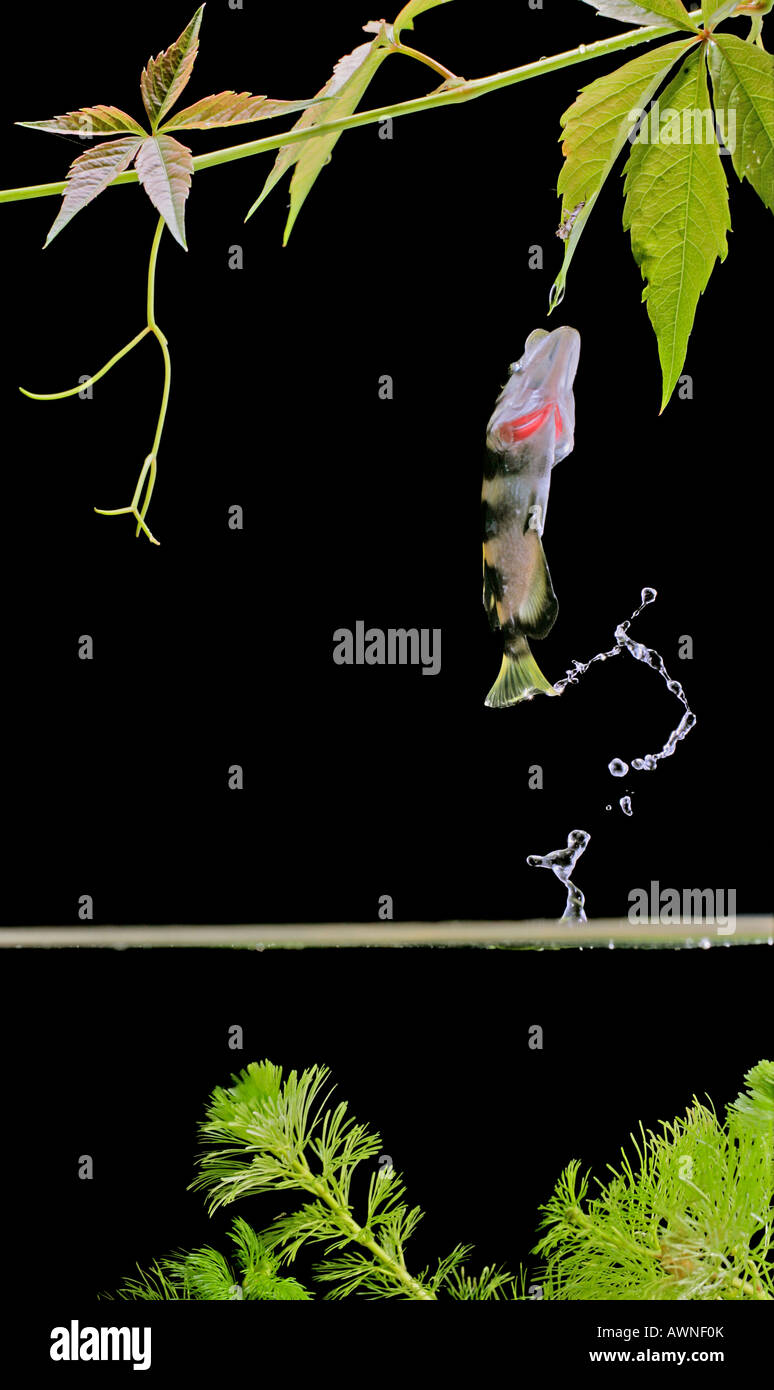 Archer fish jumping for insect under view black background Asia Stock ...