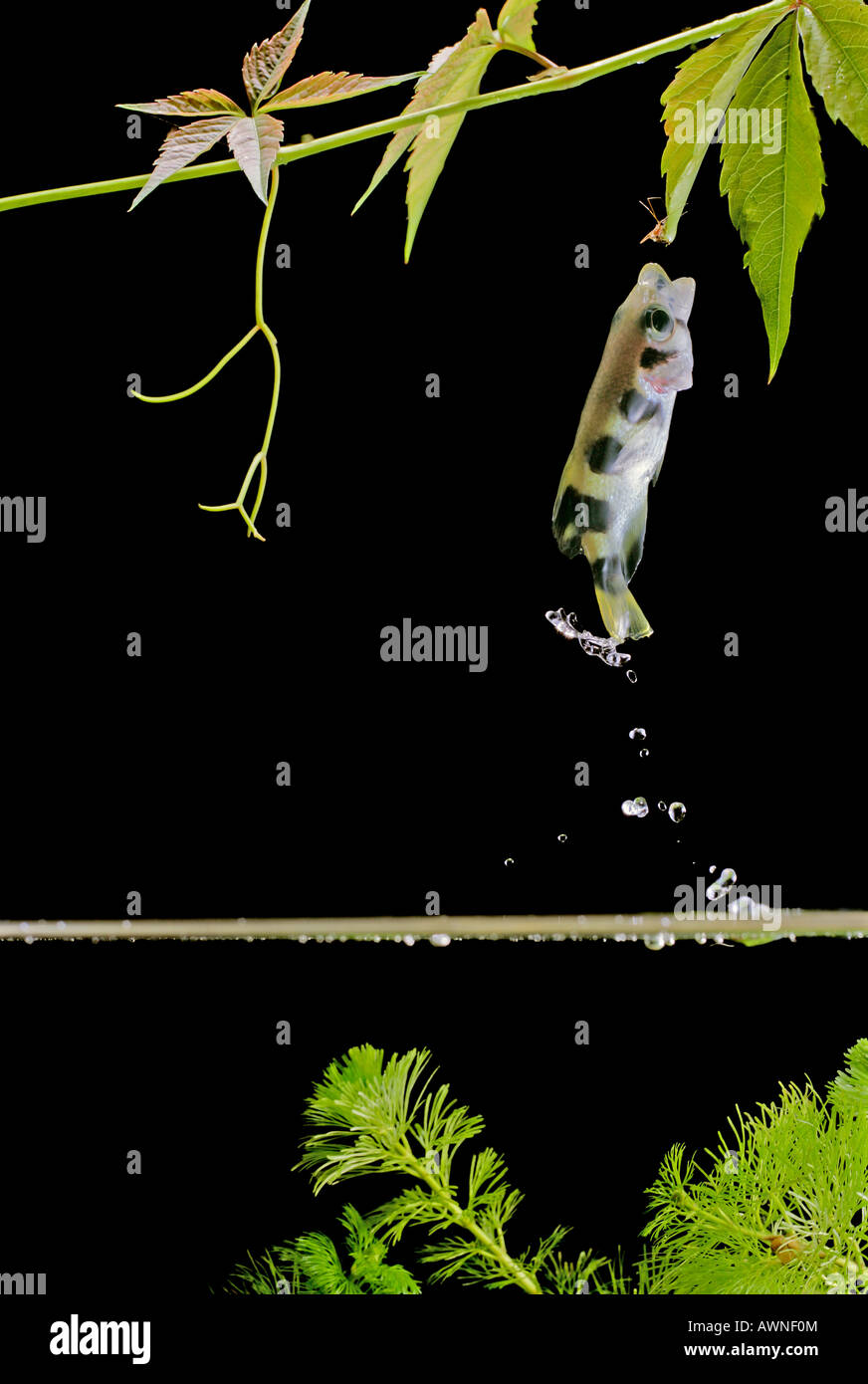 Archer fish Toxotes jaculatrix jumps to catch insect black background ...