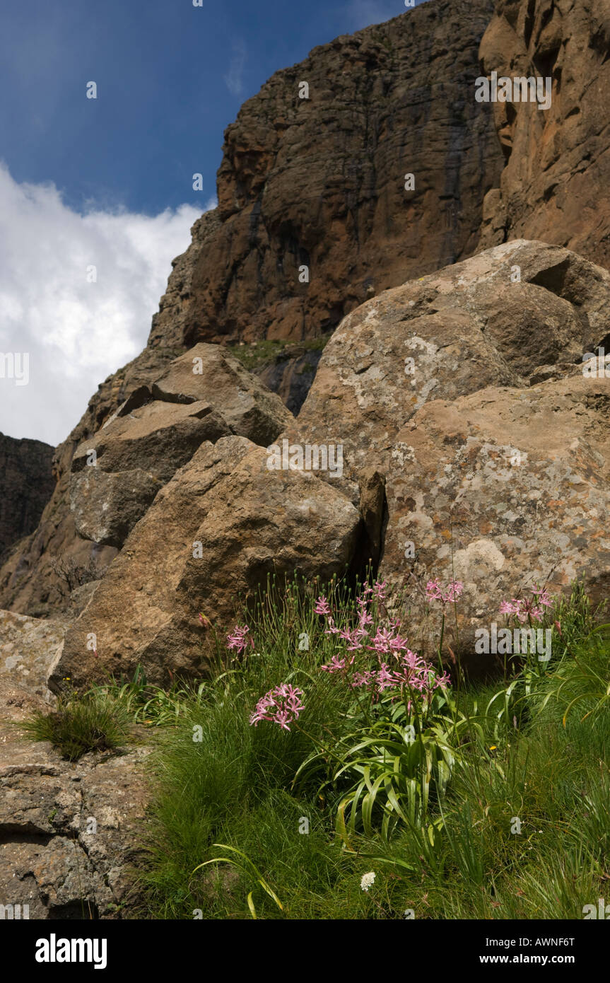 Guernsey lilies, Nerine sarniensis, on the slopes of the Sentinel ...