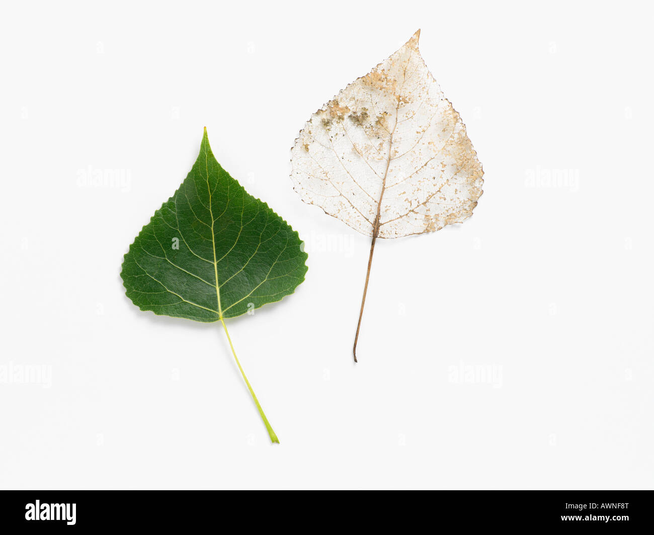 Season two Cut Out Stock Images & Pictures - Alamy