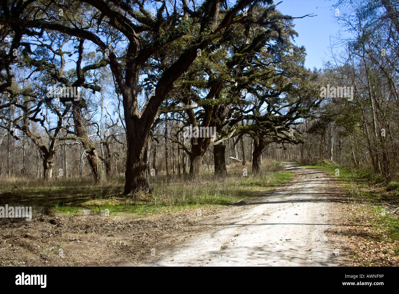 Live oaks on country dirt road on Davis Island Mississippi Stock Photo ...
