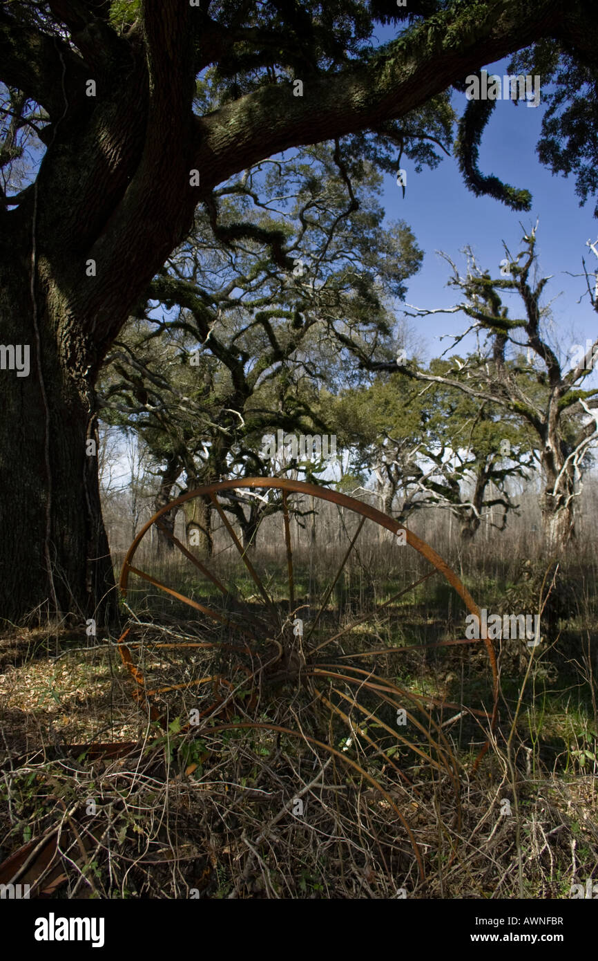 Live oaks with old wagon wheel on Davis Island Mississippi Stock Photo ...