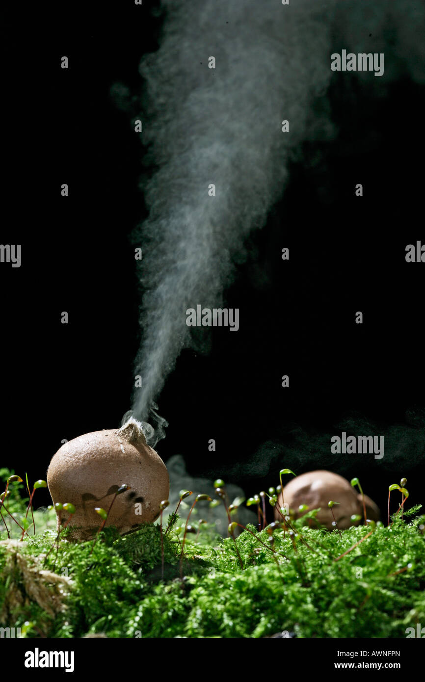 puff balls Lycoperdon pyriforme releasing spores black background Stock ...