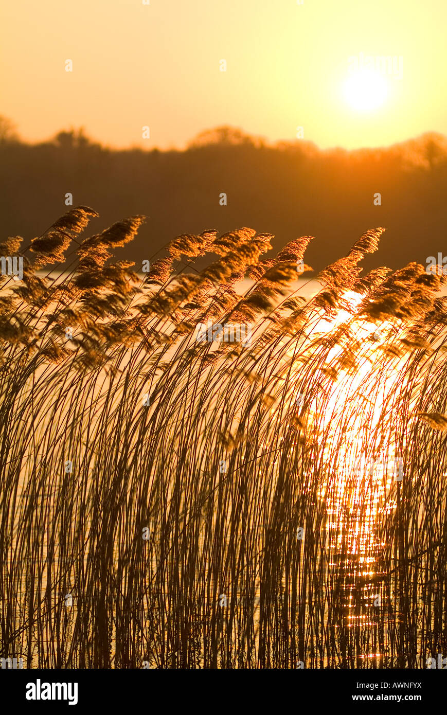 Landscape of sun setting over reeds and lower lough erne lake county ...