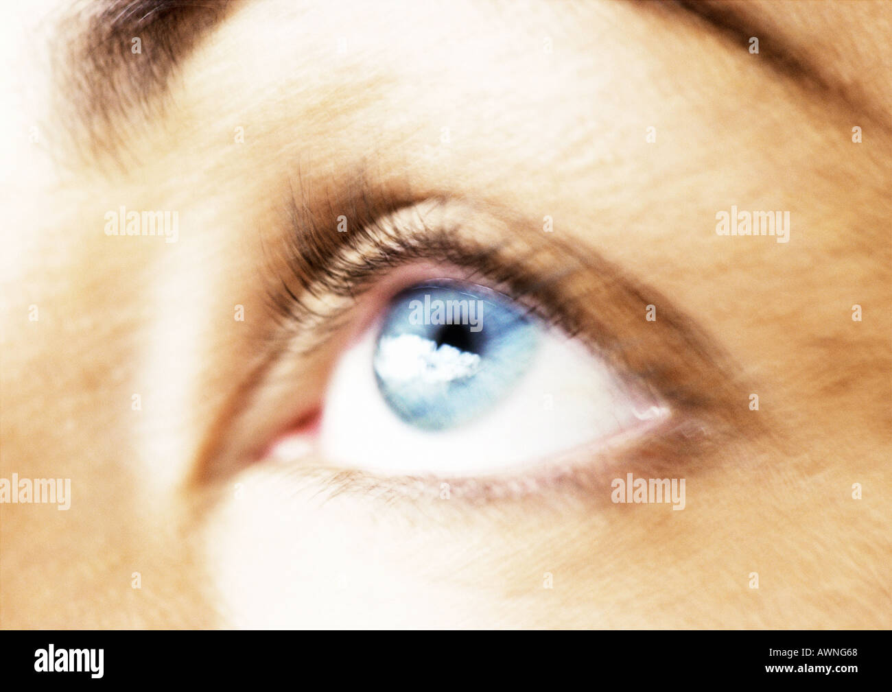Blue eyed wonder hi-res stock photography and images - Alamy