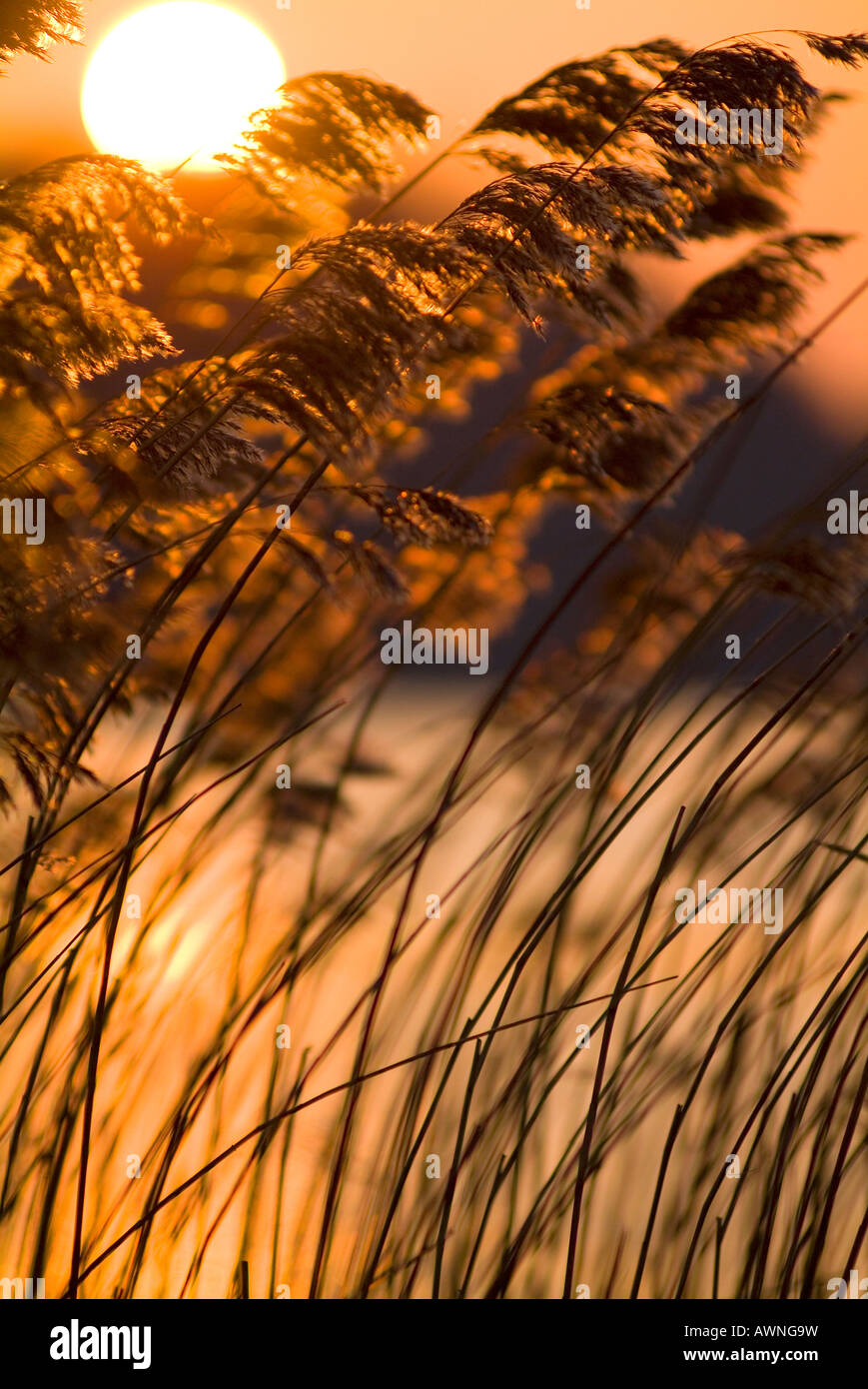 Landscape of sun setting over reeds and lower lough erne lake county ...