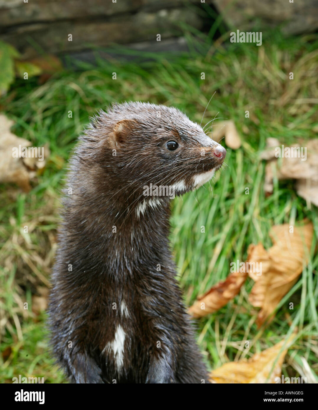 American mink Mustela vison standing upright close up front view autumn ...
