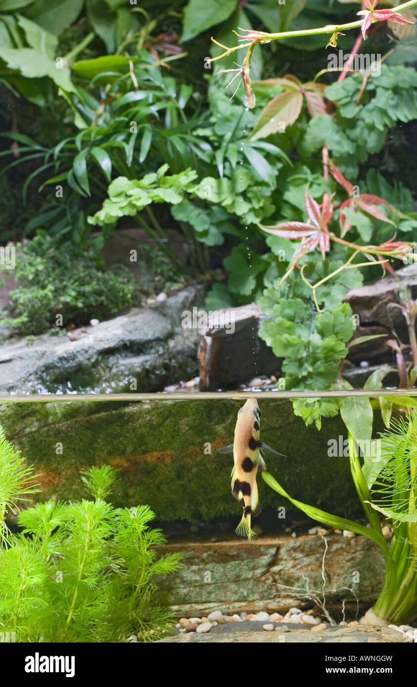 Spitting fish hi-res stock photography and images - Alamy