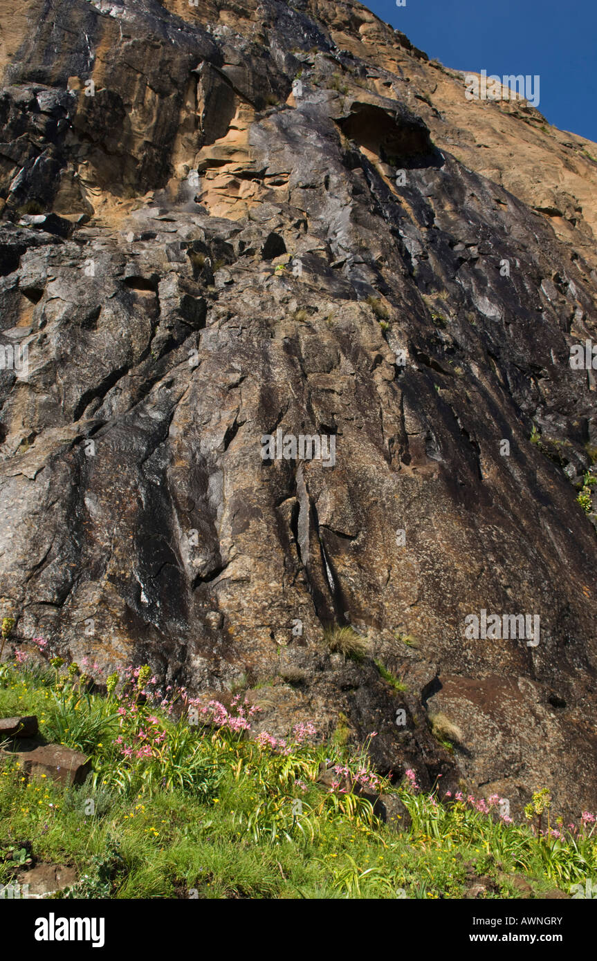 Guernsey lilies, Nerine sarniensis, on the slopes of the Sentinel ...