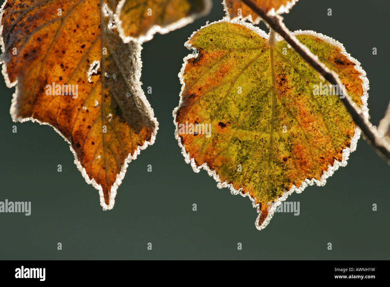 Frosted autumn leaves backlit showing rim frost Stock Photo - Alamy