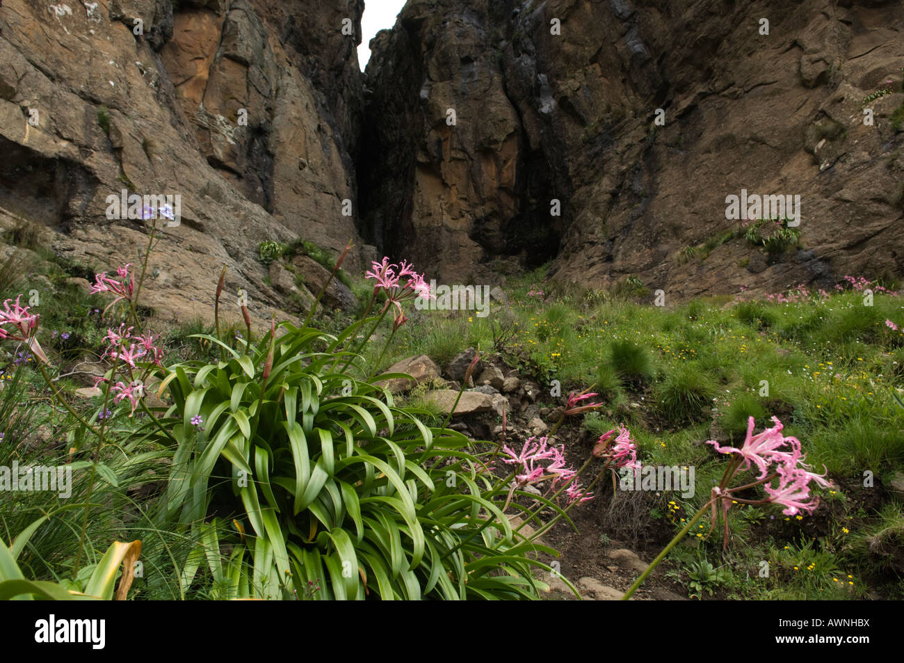 Guernsey lilies, Nerine sarniensis, on the slopes of the Sentinel ...