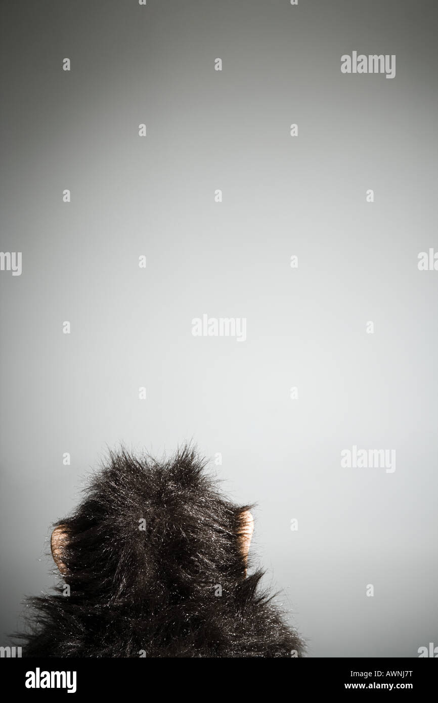 Monkey with a view hi-res stock photography and images - Alamy