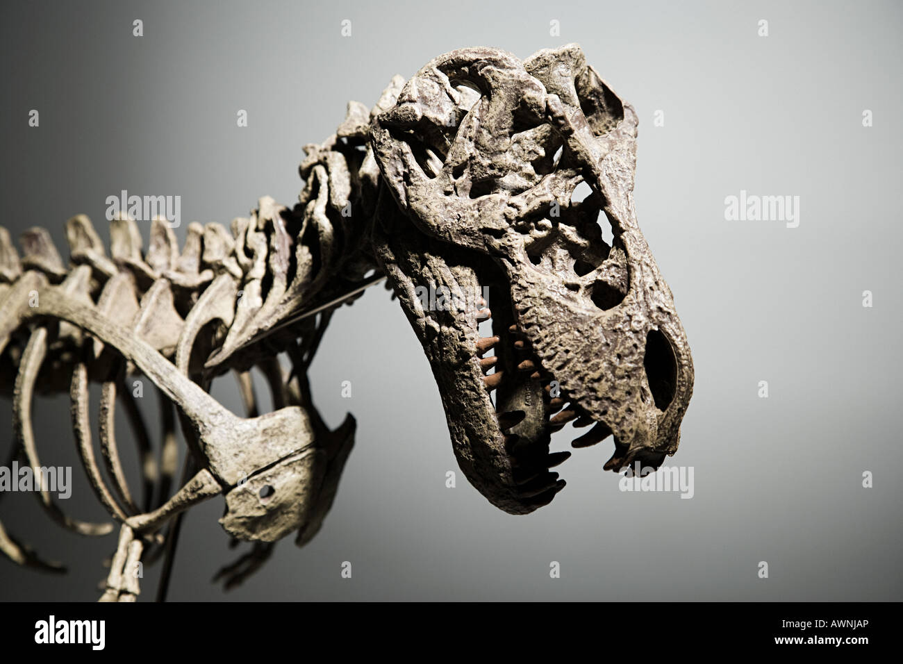 Dinosaur skeleton hi-res stock photography and images - Alamy