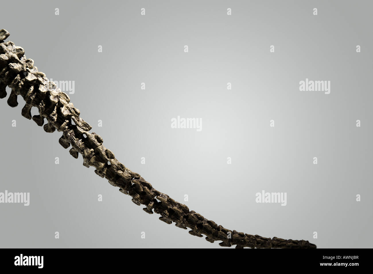 Dinosaur tail skeleton hi-res stock photography and images - Alamy