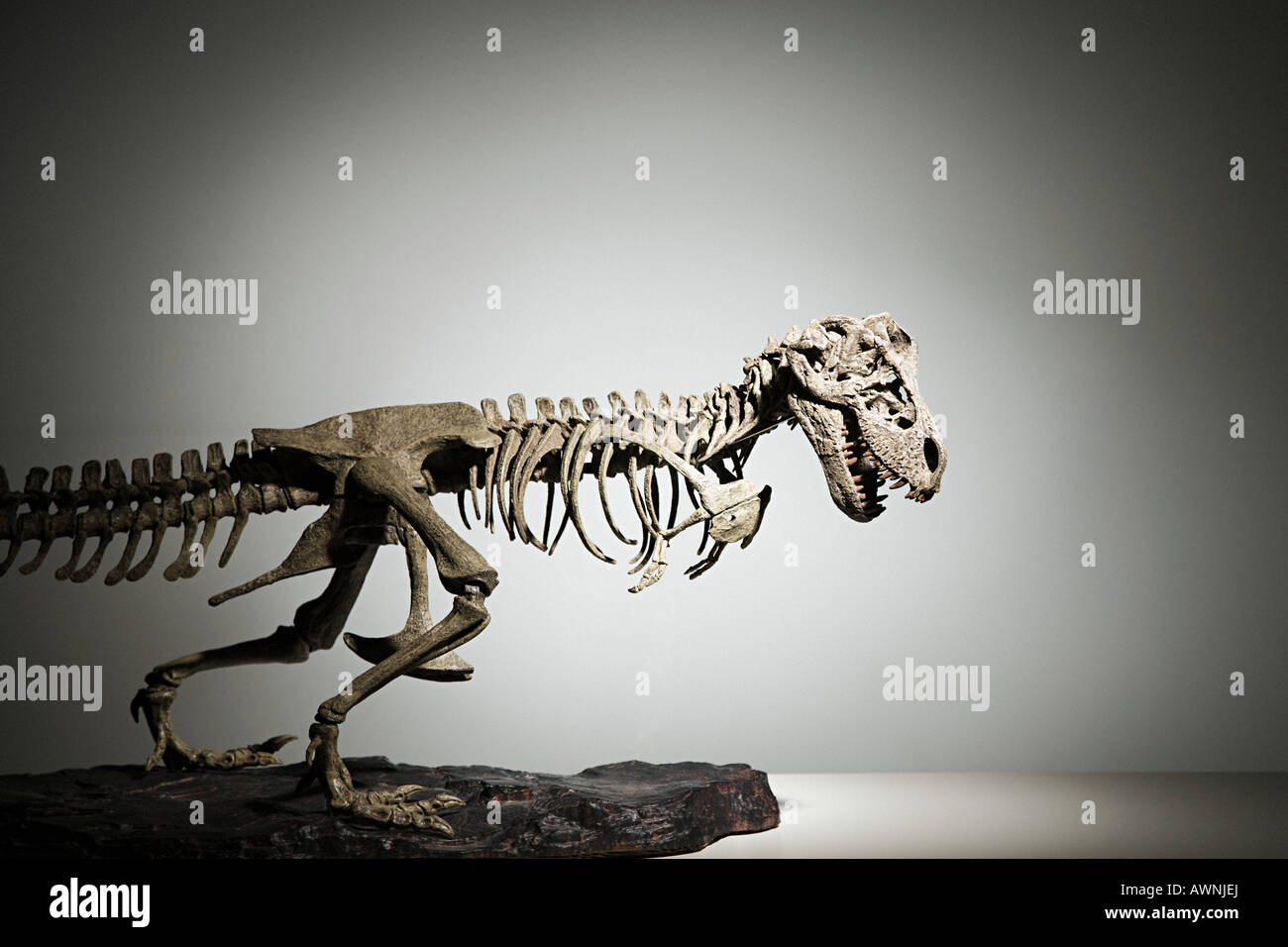 Dinosaur anatomy hi-res stock photography and images - Alamy