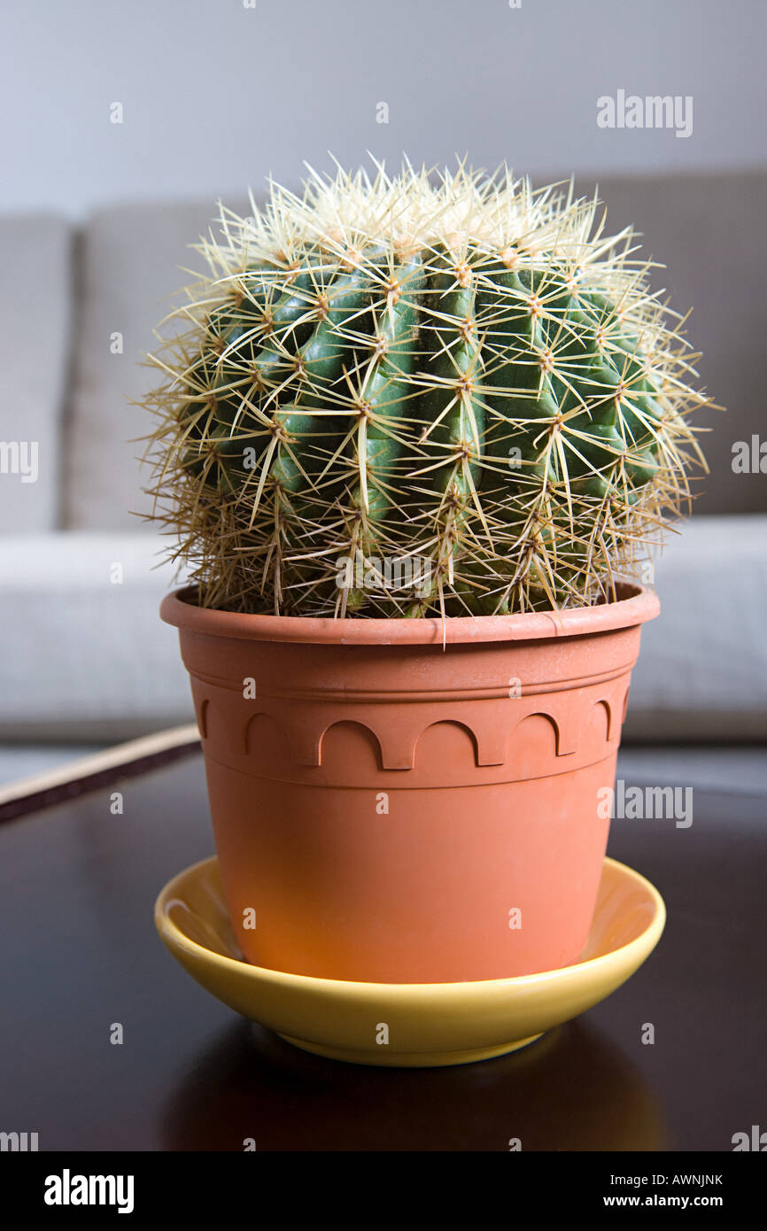 Species of cacti hi-res stock photography and images - Alamy