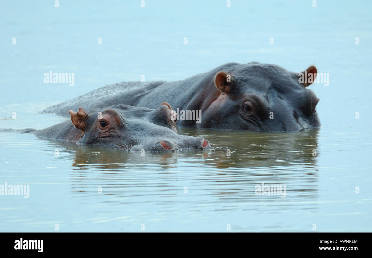 South Africa Mkhuzi Mkhuze Mkuze Game Reserve Stock Photo - Alamy