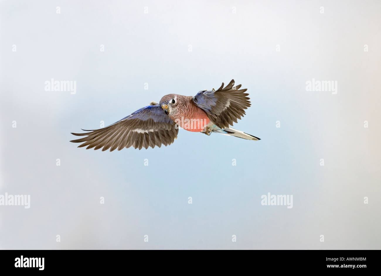 Bourke's parakeet hi-res stock photography and images - Alamy