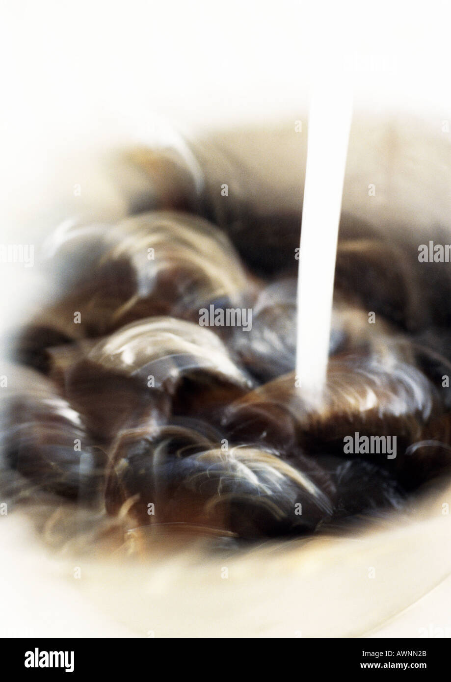 Washing mussels hi-res stock photography and images - Alamy