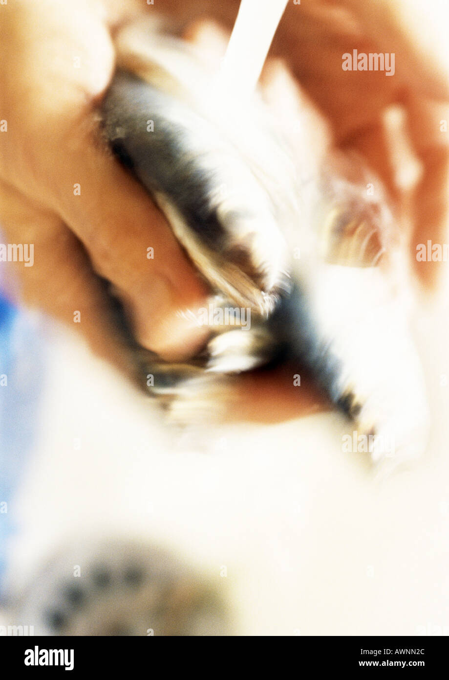 Washing mussels hi-res stock photography and images - Alamy