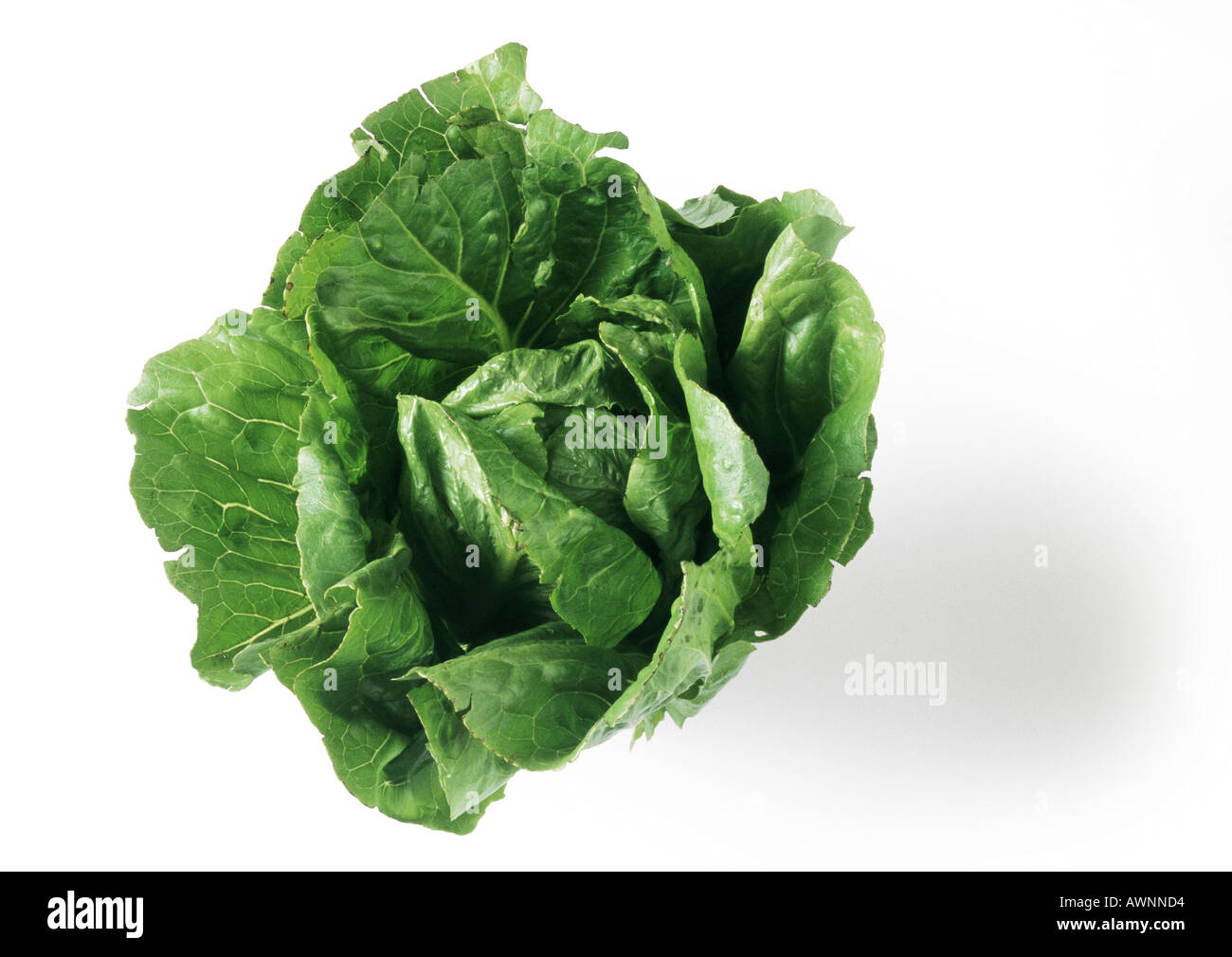Head of romaine lettuce, top view, close-up Stock Photo - Alamy