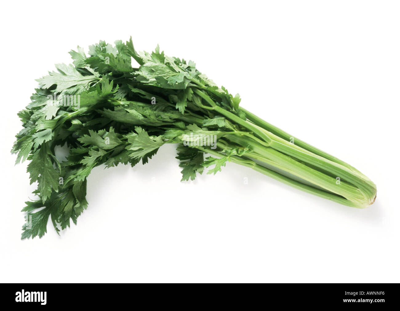 Fresh celery stalks leaves Cut Out Stock Images & Pictures - Alamy