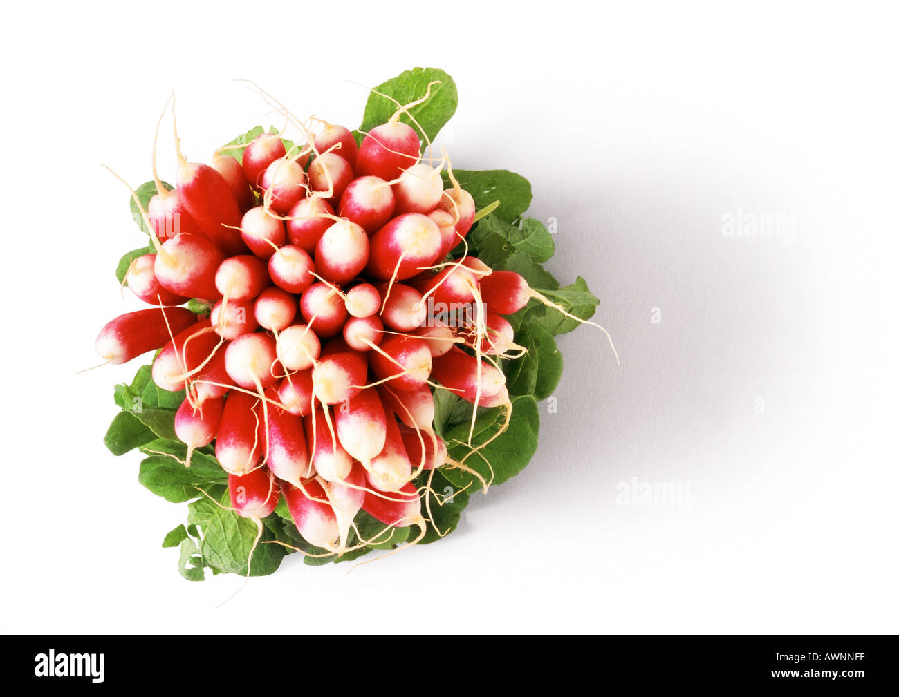 Bunch of radishes Stock Photo - Alamy