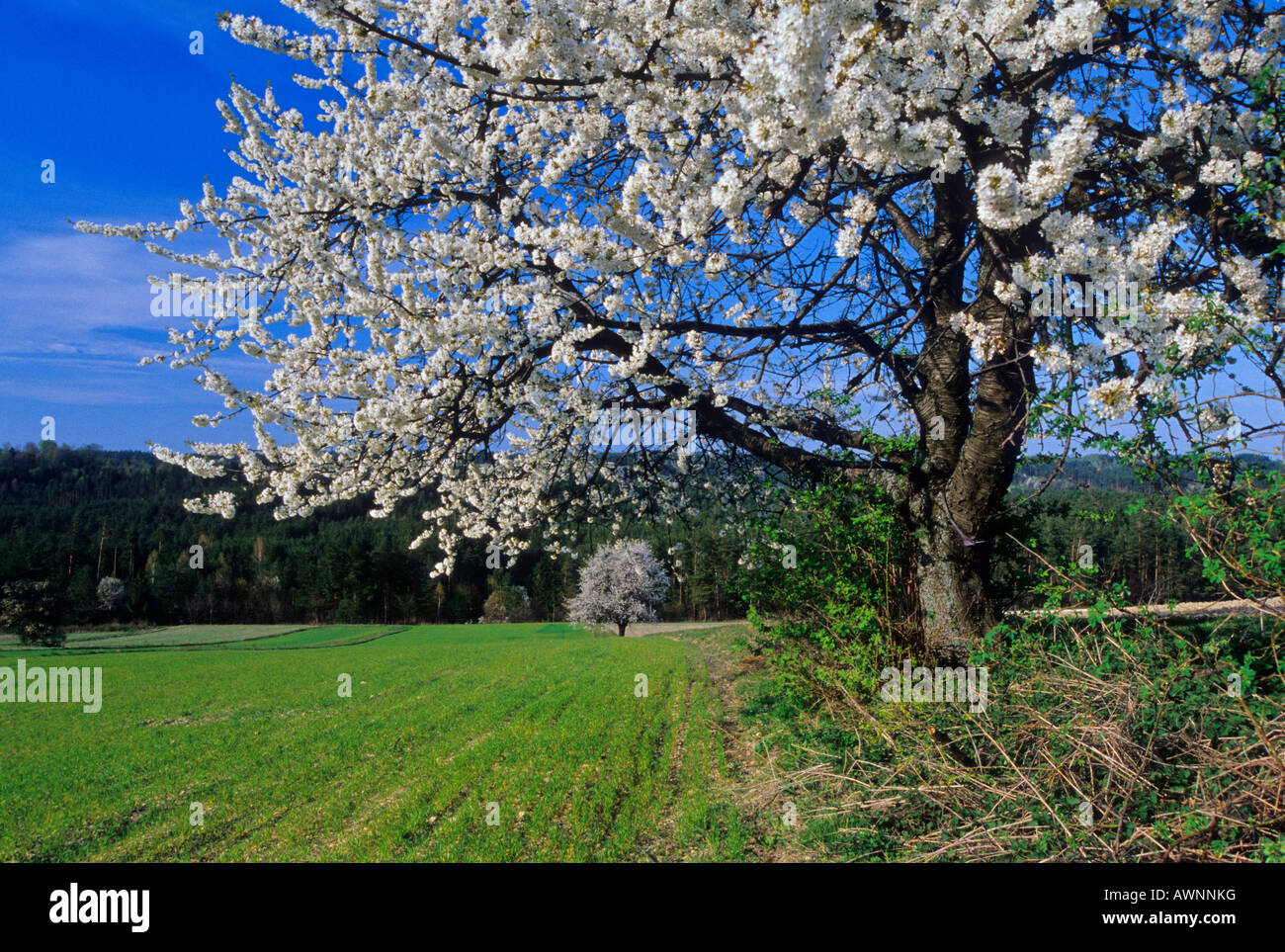 Polish poland hi-res stock photography and images - Alamy