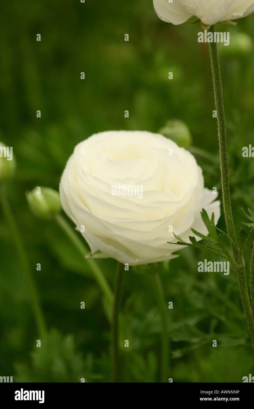 Ranunculus (Asiaticus) in flower field Stock Photo - Alamy