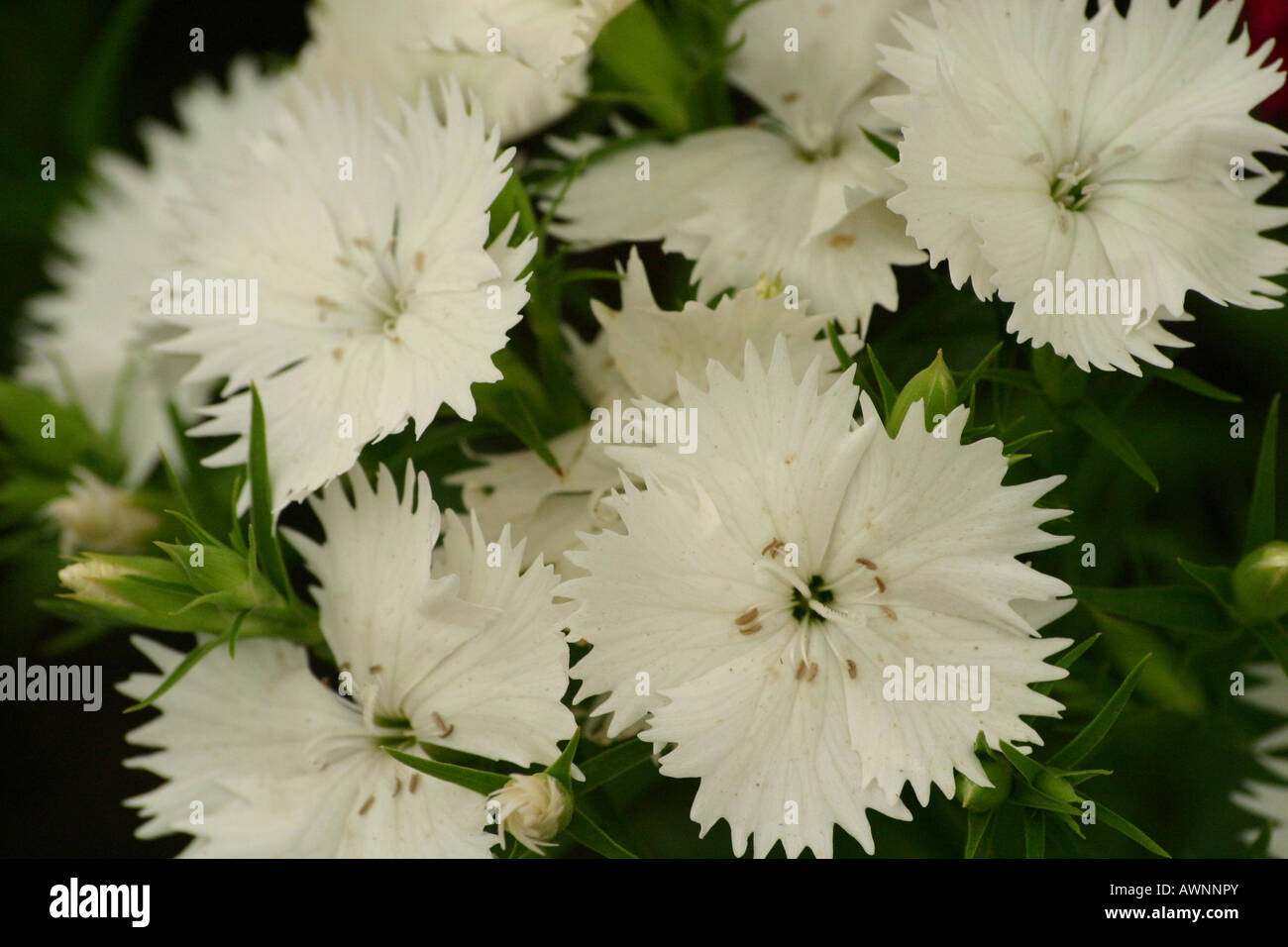 Dianthus pretty hi-res stock photography and images - Alamy