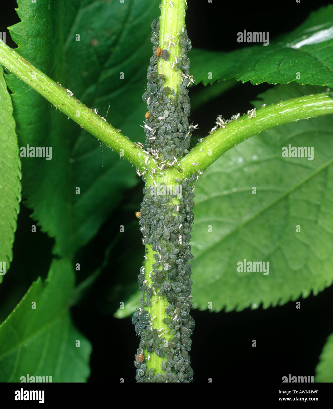 Elder aphid Aphis sambuci infestation on young elder wood Stock Photo ...