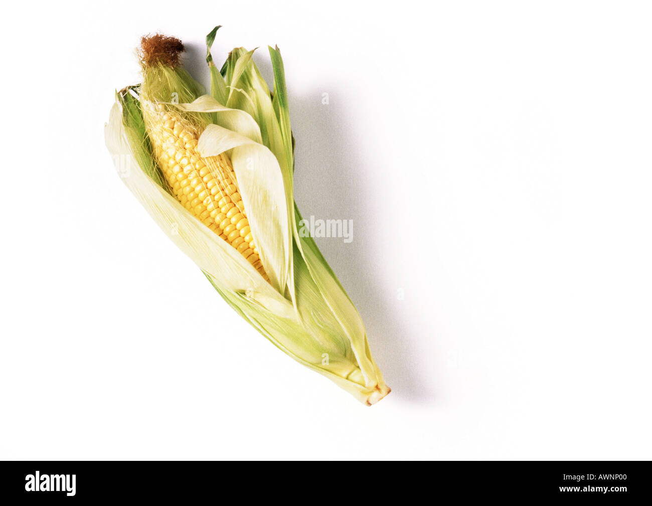 Ear of corn in husk, full length Stock Photo - Alamy
